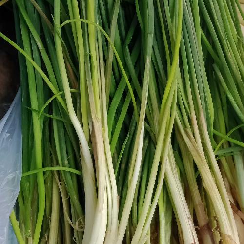 Bawang batak / lengkio / lokio