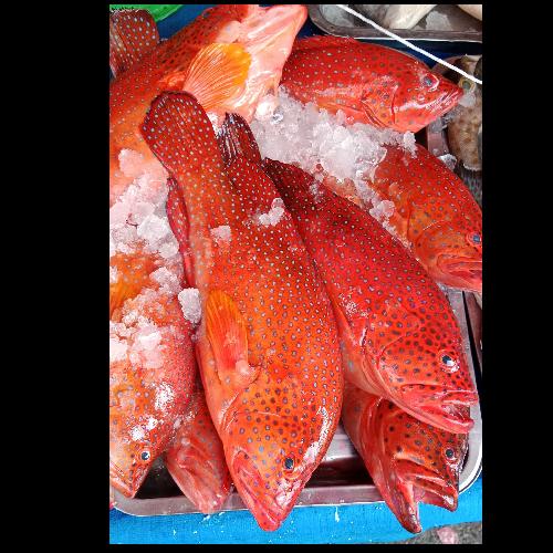 Ikan kerapu merah